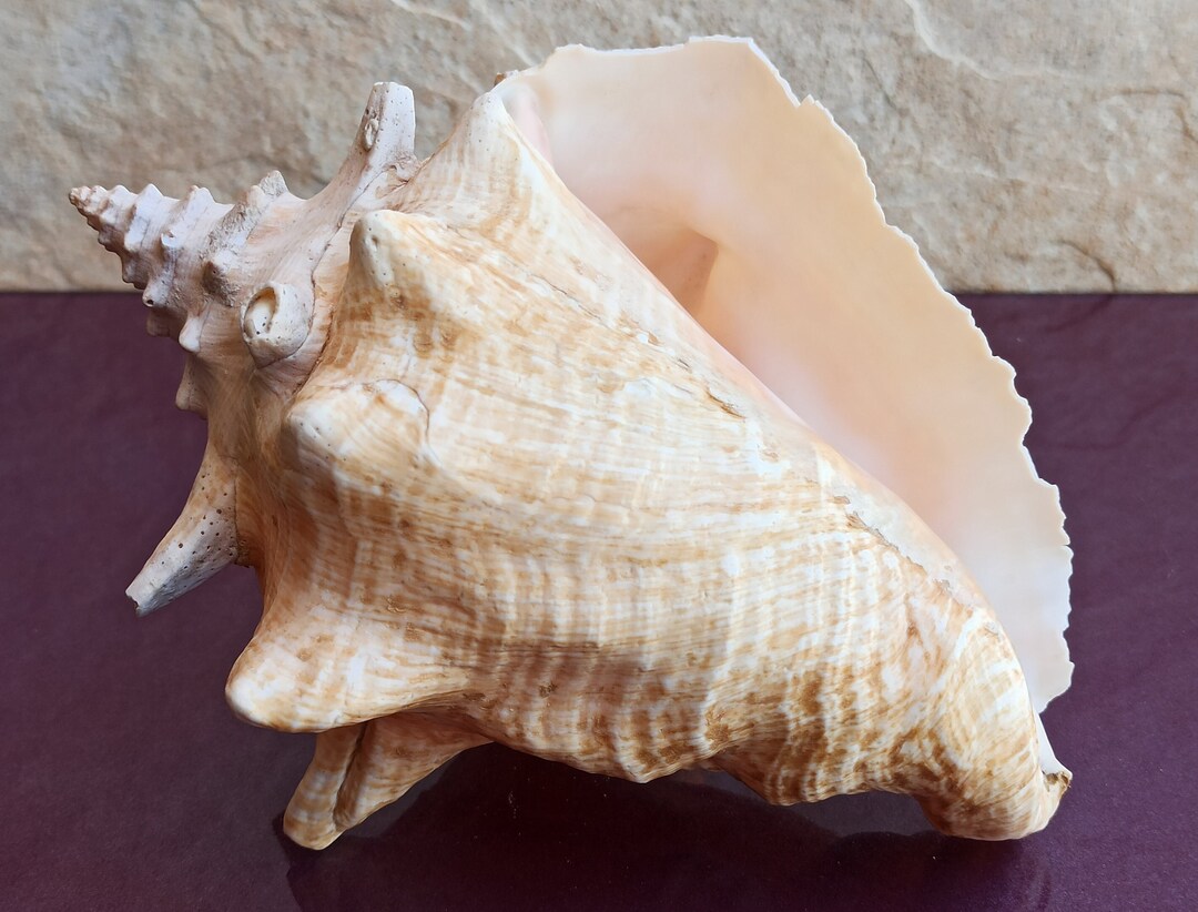 LARGE Huge Beautiful Shell, Big Crab Shell, Huge Ocean Shell, Sea Shell ...