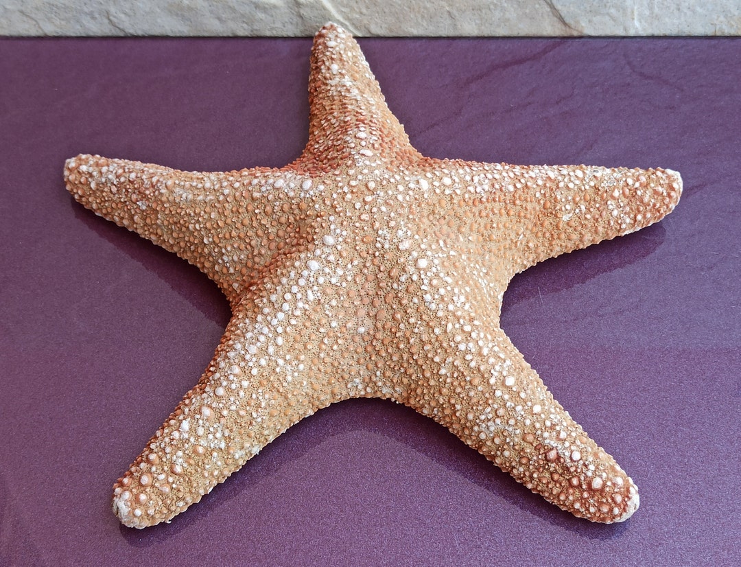 Starfish, Huge Starfish, Big Starfish, Sea Starfish, Ocean Starfish ...
