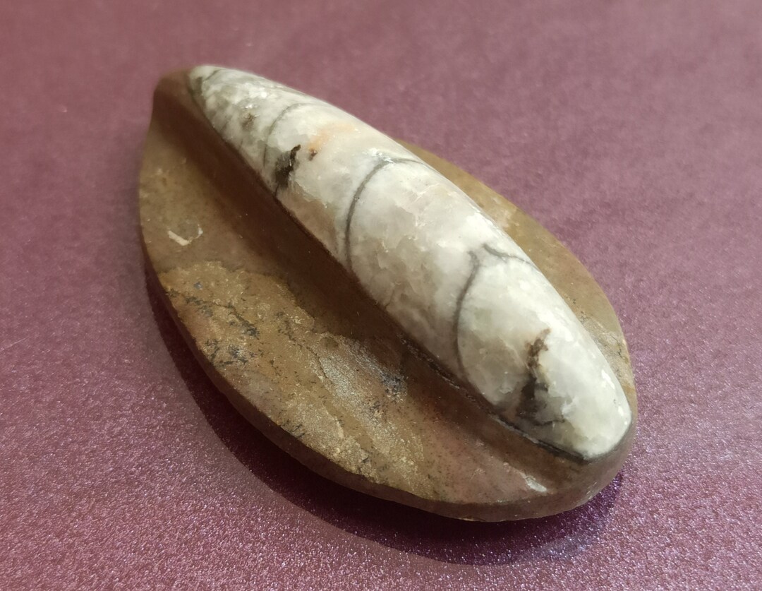 Orthoceras Fossil Cephalopod, 300-400 Million Years Old, Natural Fossil ...