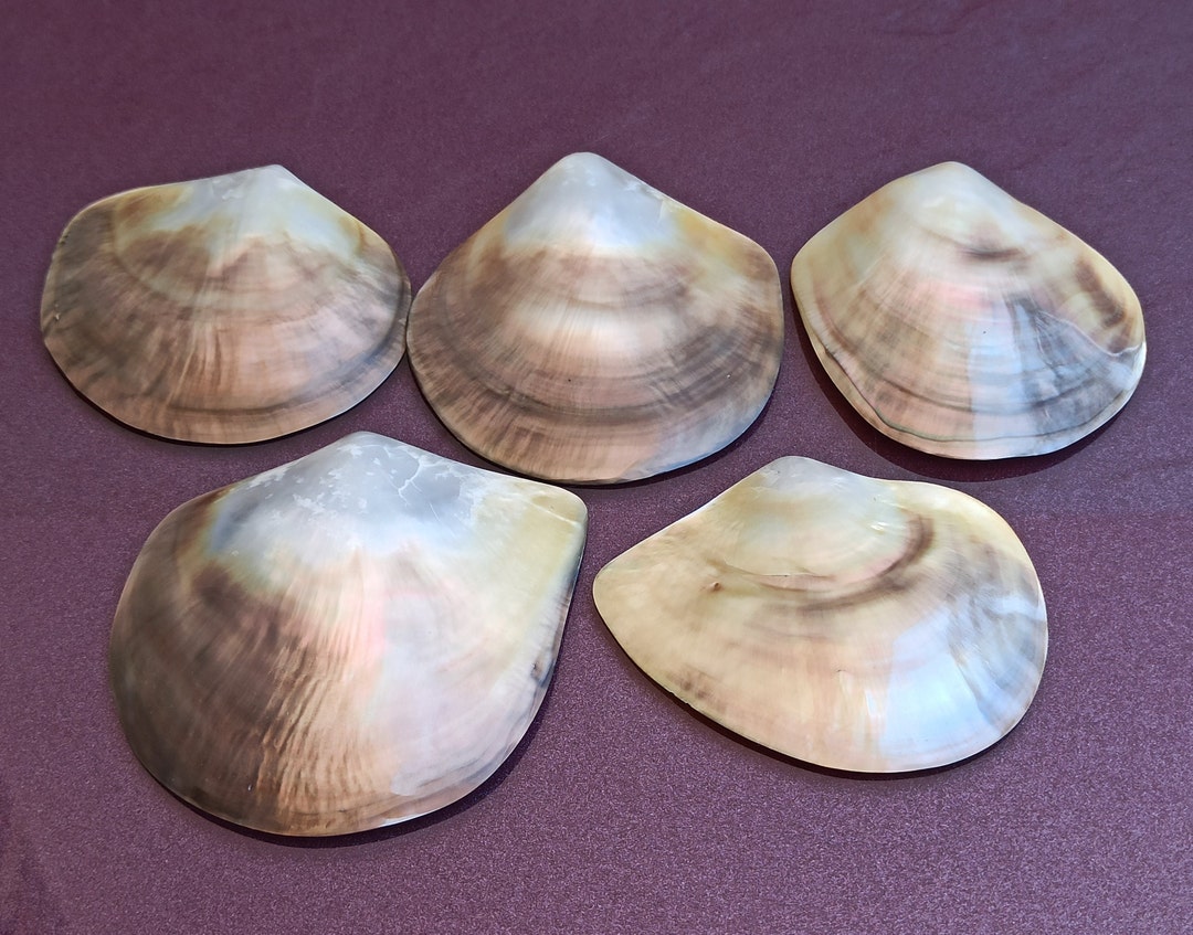 Set of 5 Shells Pinctada Margaritifera,lipped Mother of Pearl, Madre ...