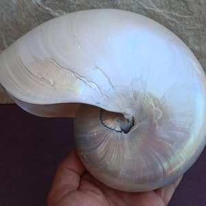 LARGE NAUTILUS Natural Seashell, Nautilus Tiger Seashell, Tiger's Shell ...