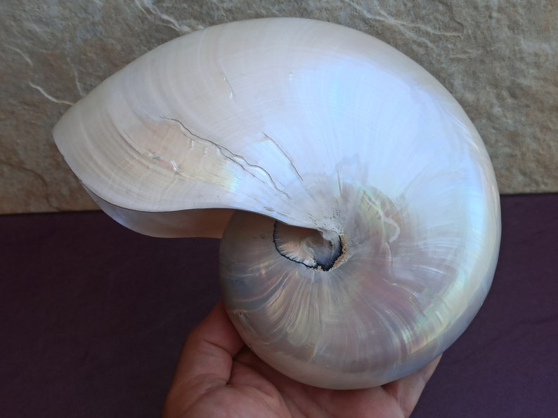 LARGE NAUTILUS Natural Seashell, Nautilus Tiger Seashell, Tiger's Shell ...