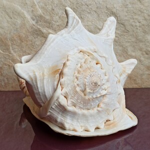 Large Cassis Cornuta Shell, Rare Big Cowrie Shell, Sea Shell, Decor ...