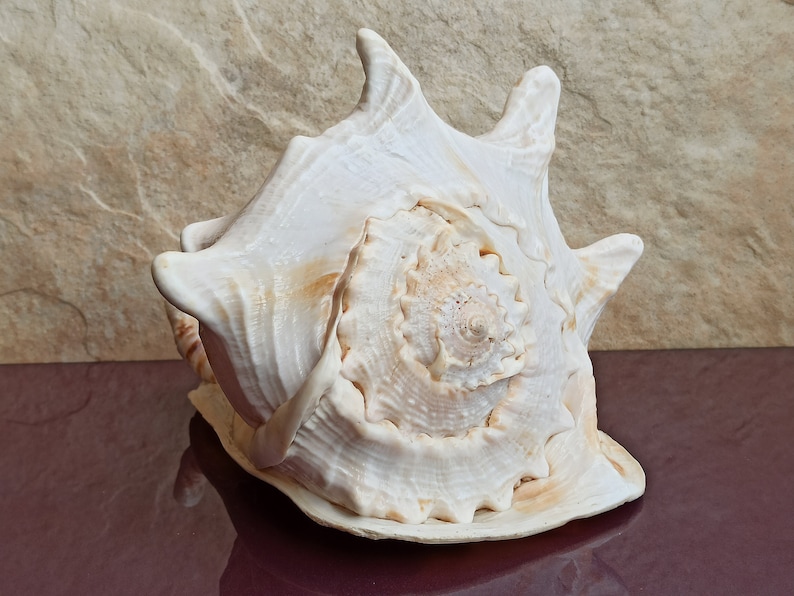 Large Cassis Cornuta Shell Rare Big Cowrie Shell Sea Shell - Etsy Australia