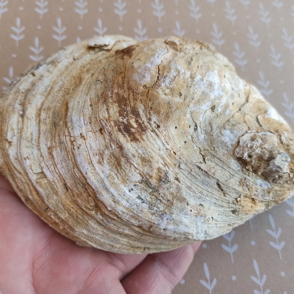 Clam Shell Fossil - Etsy