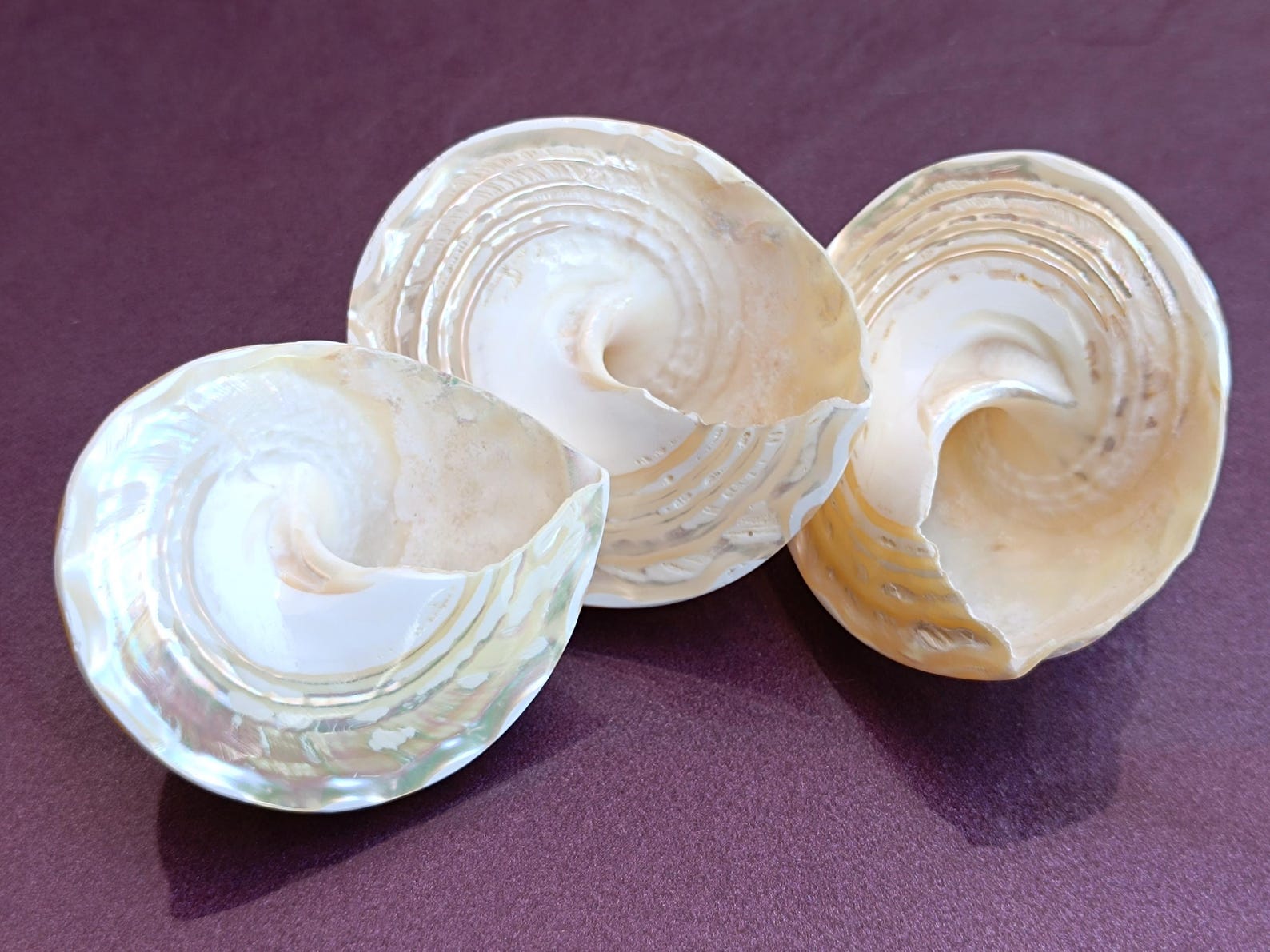 Nacre Seashell: Mother-of-pearl Bell Conch Craft Shell - Etsy