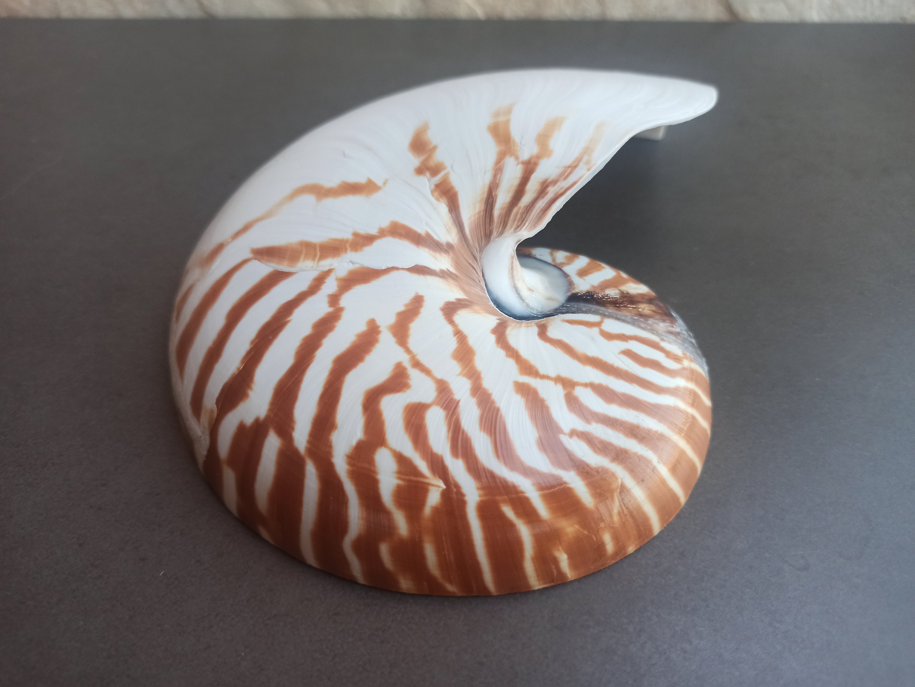 Nautilus Natural Half Cut Seashell, Nautilus Natural Seashell, Tiger's ...