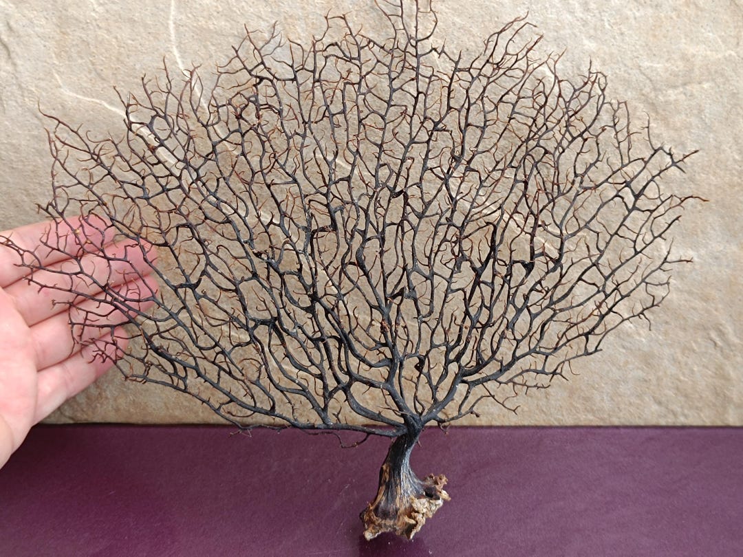 Gargonia Coral, Natural Coral Tree, Genuine Coral, Genuine Coral Tree ...