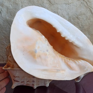 1820g Cassis Cornuta LARGE Beautiful Shell, Big Crab Shell, Huge Ocean ...