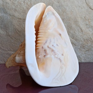 LARGE Huge Beautiful Shell, Big Crab Shell, Huge Ocean Shell, Sea Shell ...