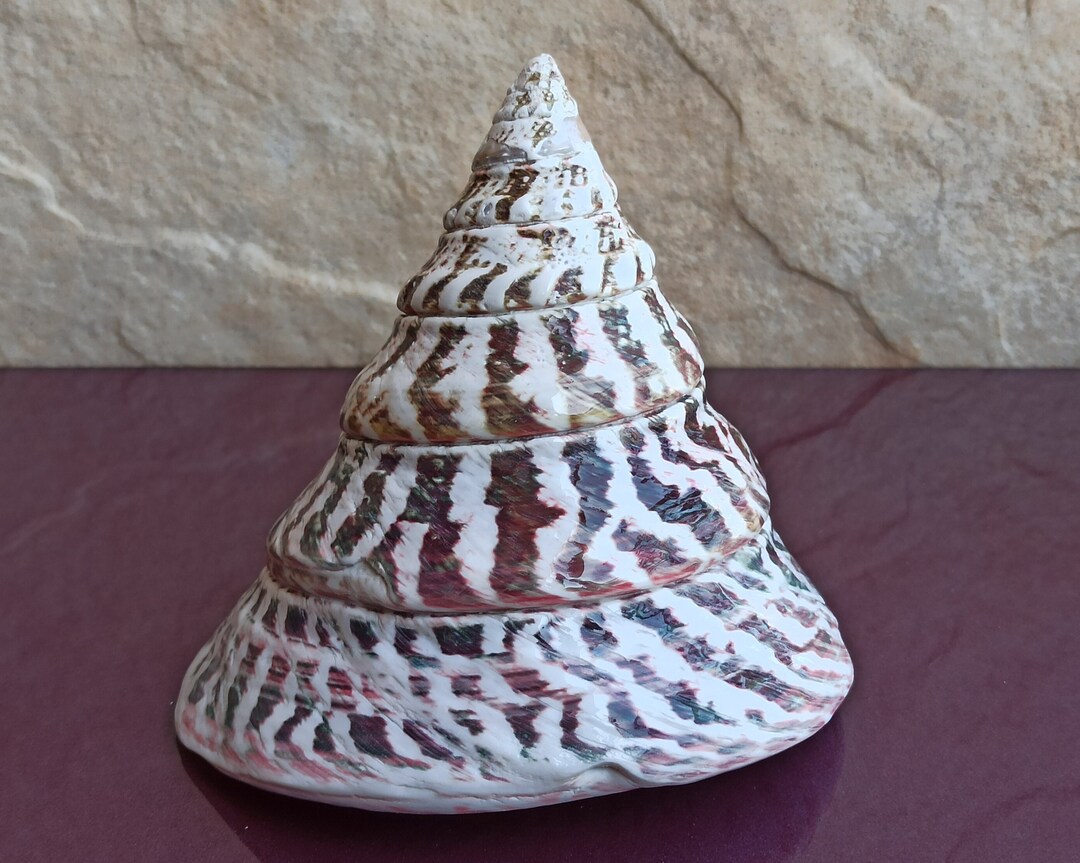 Cute Large Round Shell, Rare Round Sea Shell, Big Round Shell ...