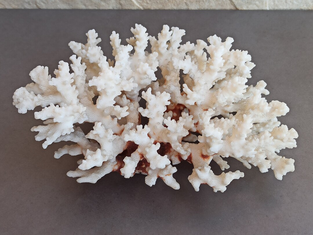 Natural White Coral Tree, White Coral, Coral Tree, Coral Reef Decor ...
