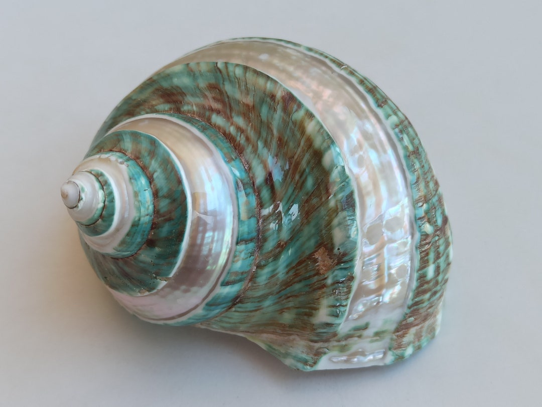 Rare Turquoise Cute, Beautiful Shell, Sea Treasure, Large Round Shell ...