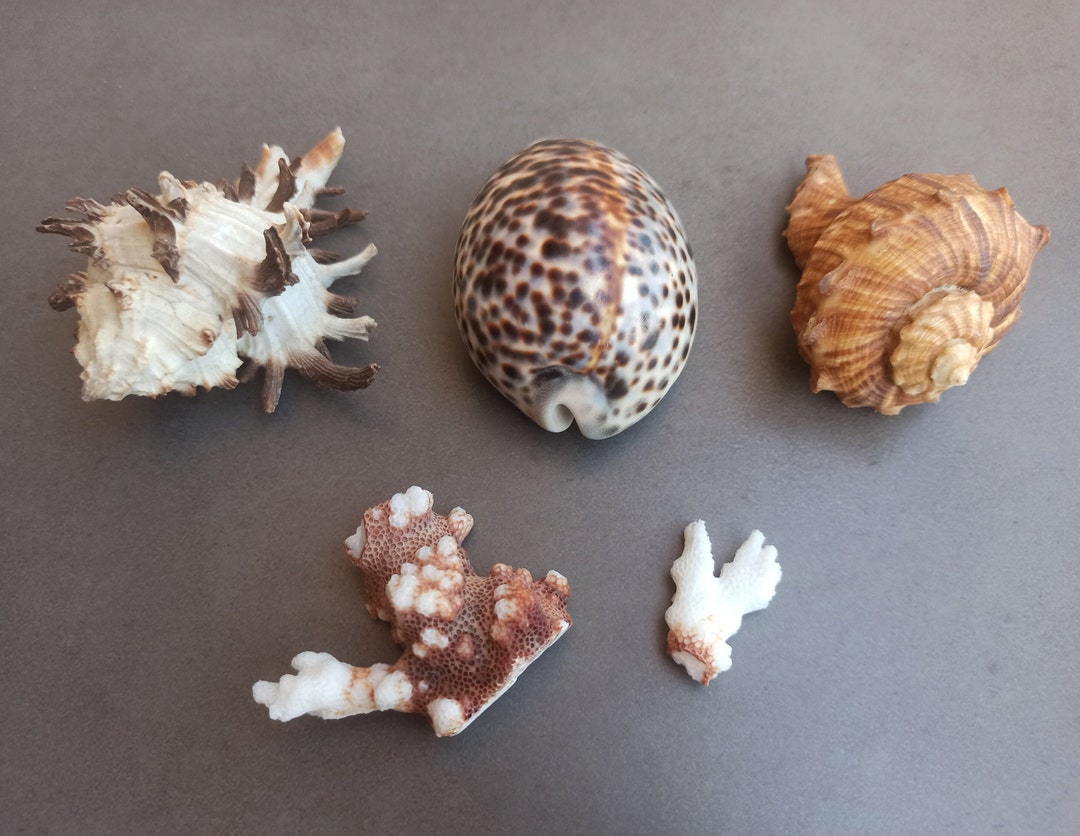 Sea Set, Sea Shell Coral Set, Sea Treasure Set, Seashells Natural ...