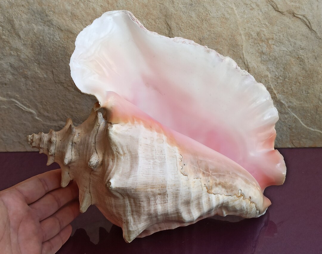 2.2 Kg Large Huge Beautiful Shell, Big Crab Shell, Huge Ocean Shell ...