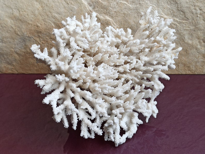850 G White Coral Coral Tree Coral Reef Decor Natural White - Etsy