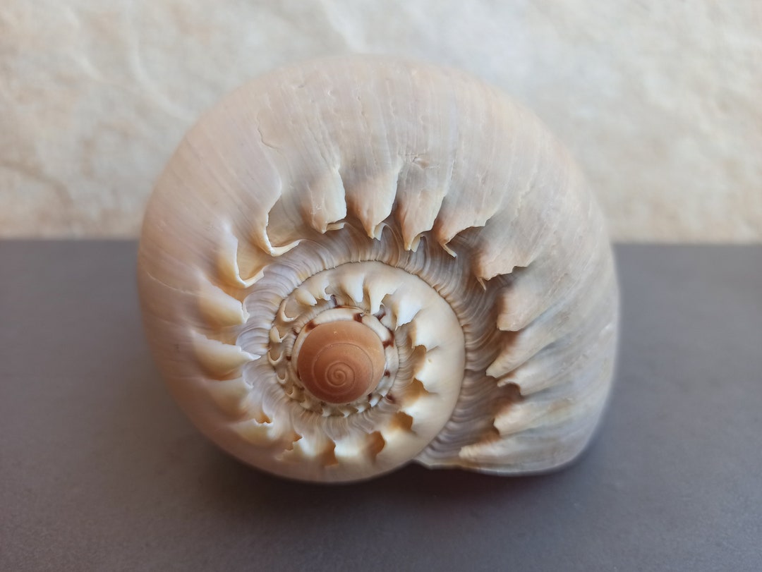 Large Natural Melo Broderipii Shell, Striped Tiger Seashell, Nautical ...