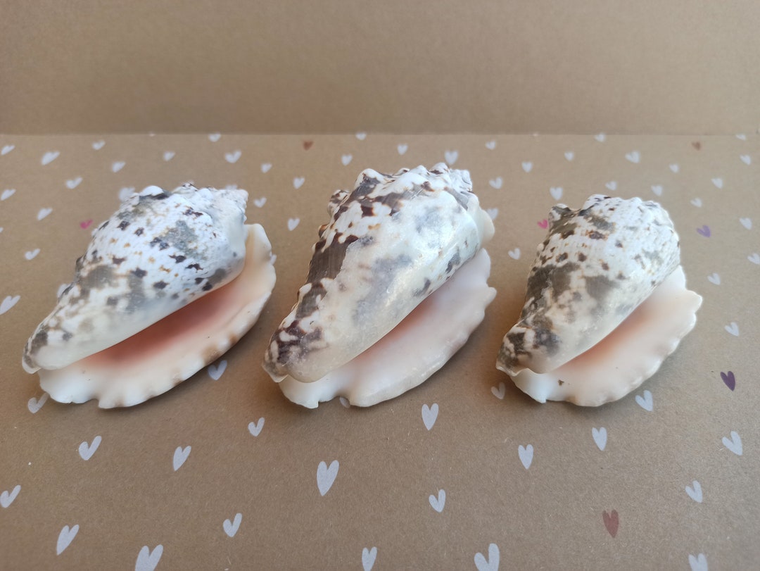 Set of 3 Natural Shells, Cone Shell, Clock Snail, Bell Conch Craft ...