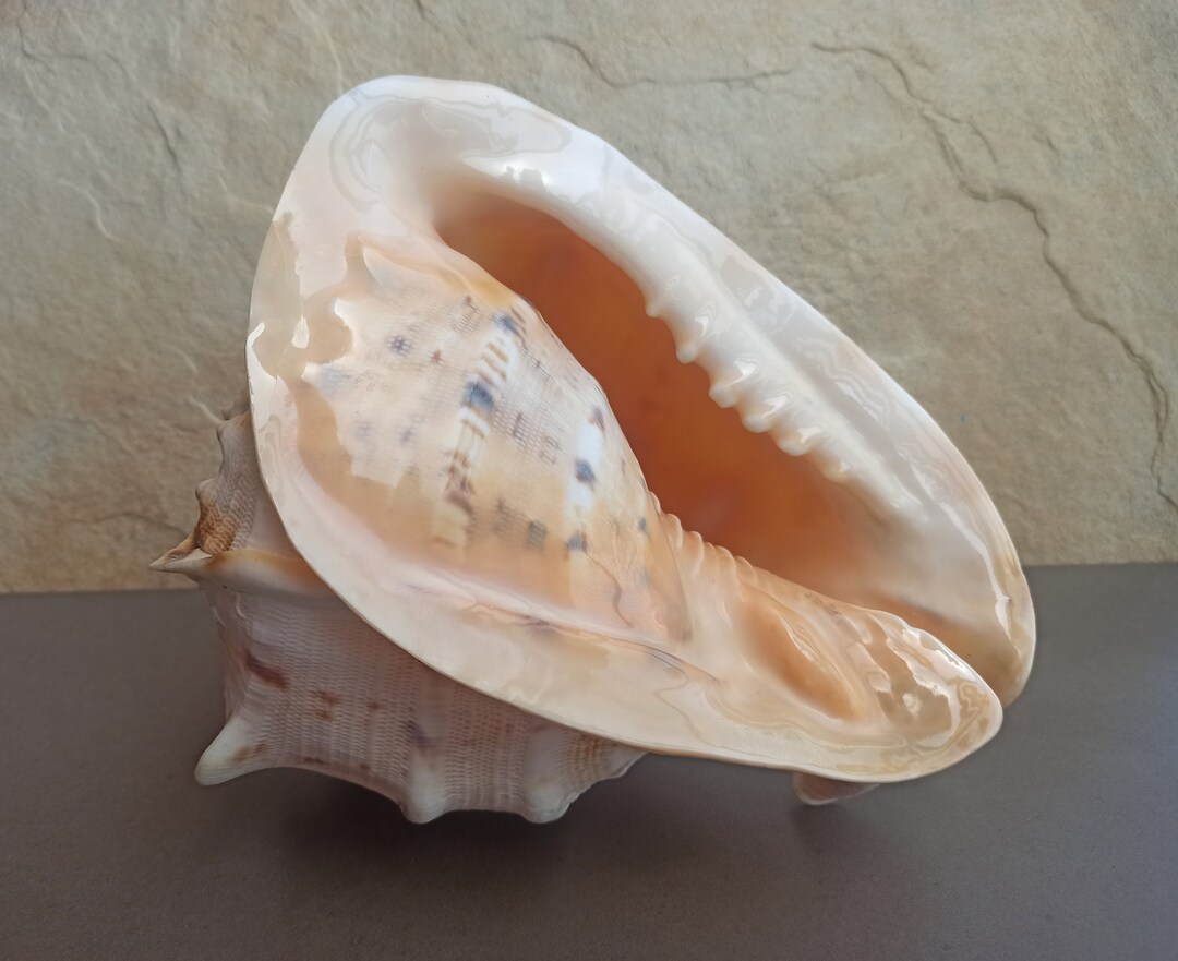 Rare Big Cowrie Shell Sea Shell Decor Aquarium Giant - Etsy