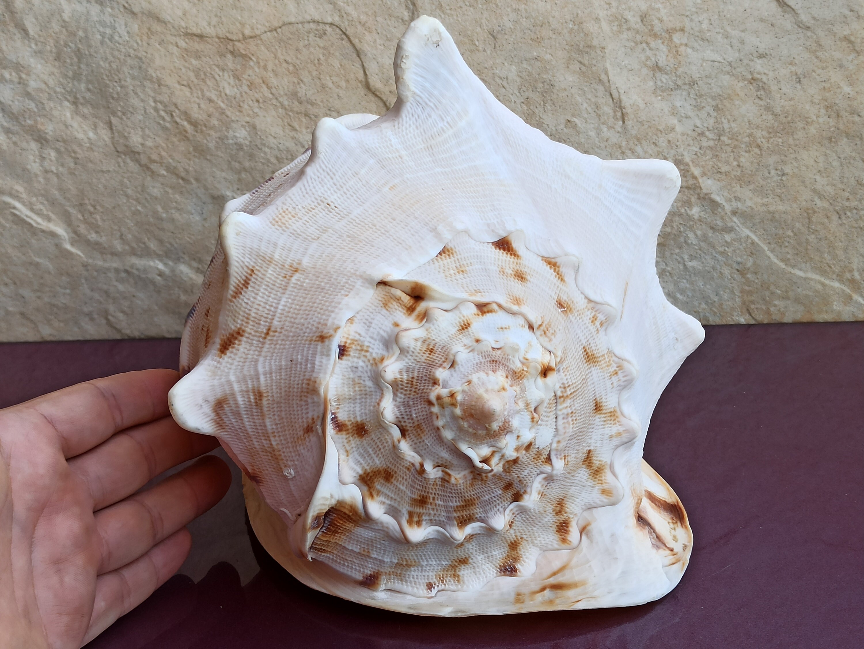 Large Cassis Cornuta Shell Rare Big Cowrie Shell Sea Shell - Etsy