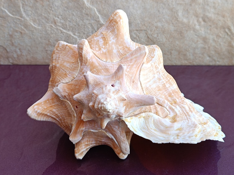 Large Natural Seashell: Hermit Crab Shell, Nautical Decor (200x180x130 ...