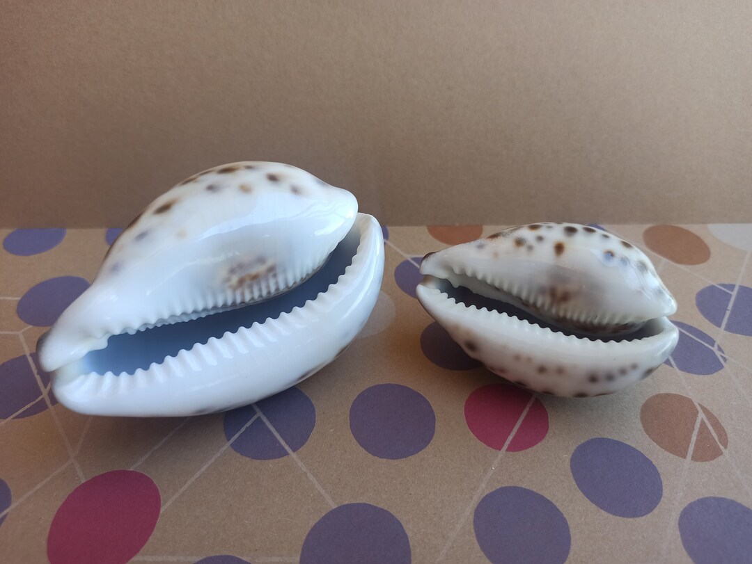 Tiger Cowrie Shell: Natural Seashell for Home Decor & Craft - Etsy