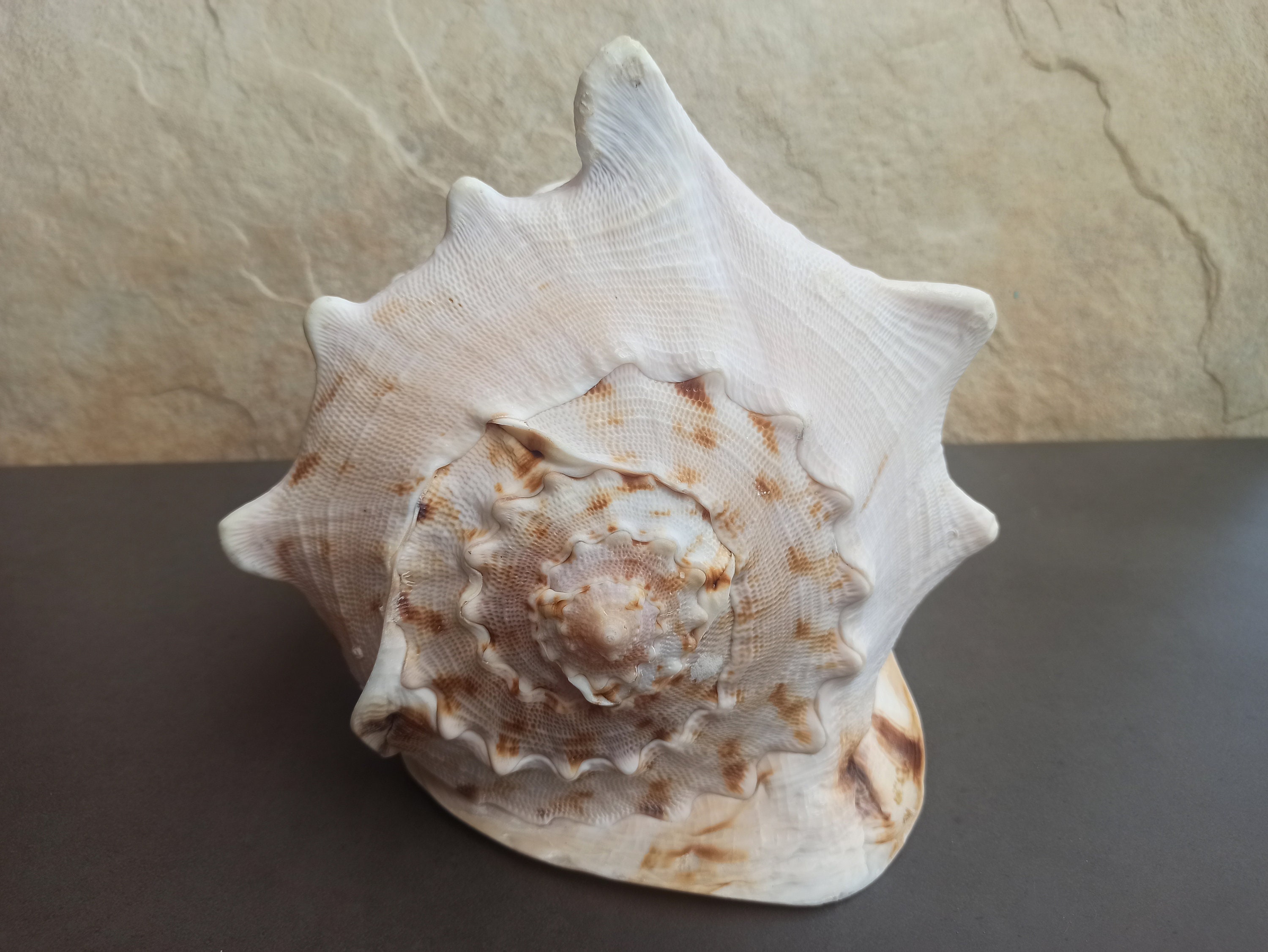 Rare Big Cowrie Shell Sea Shell Decor Aquarium Giant - Etsy