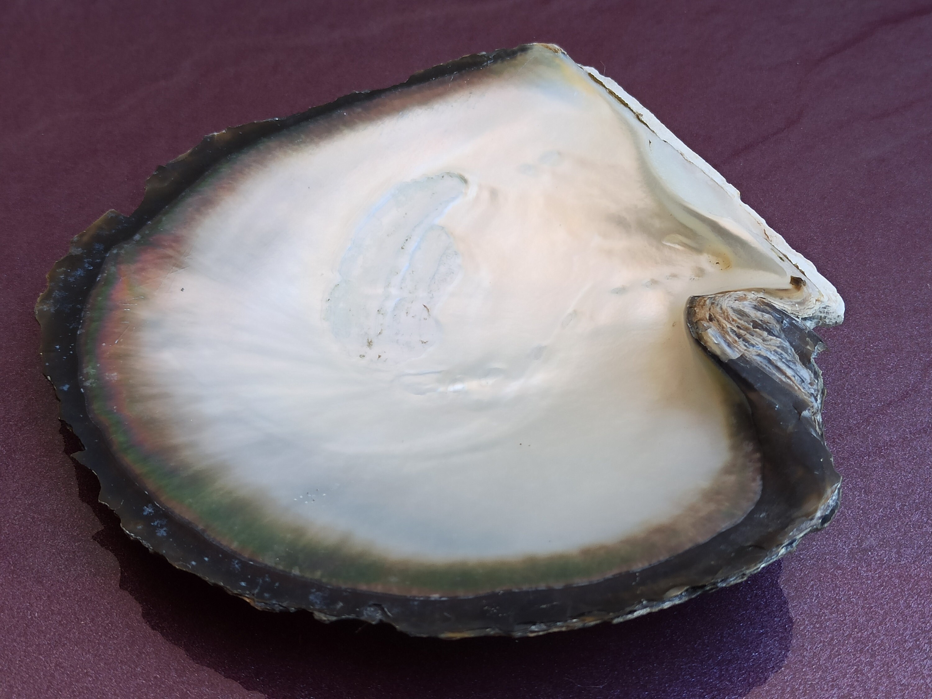 RARE Pinctada Margaritifera Pearl Shell Lipped Mother of - Etsy