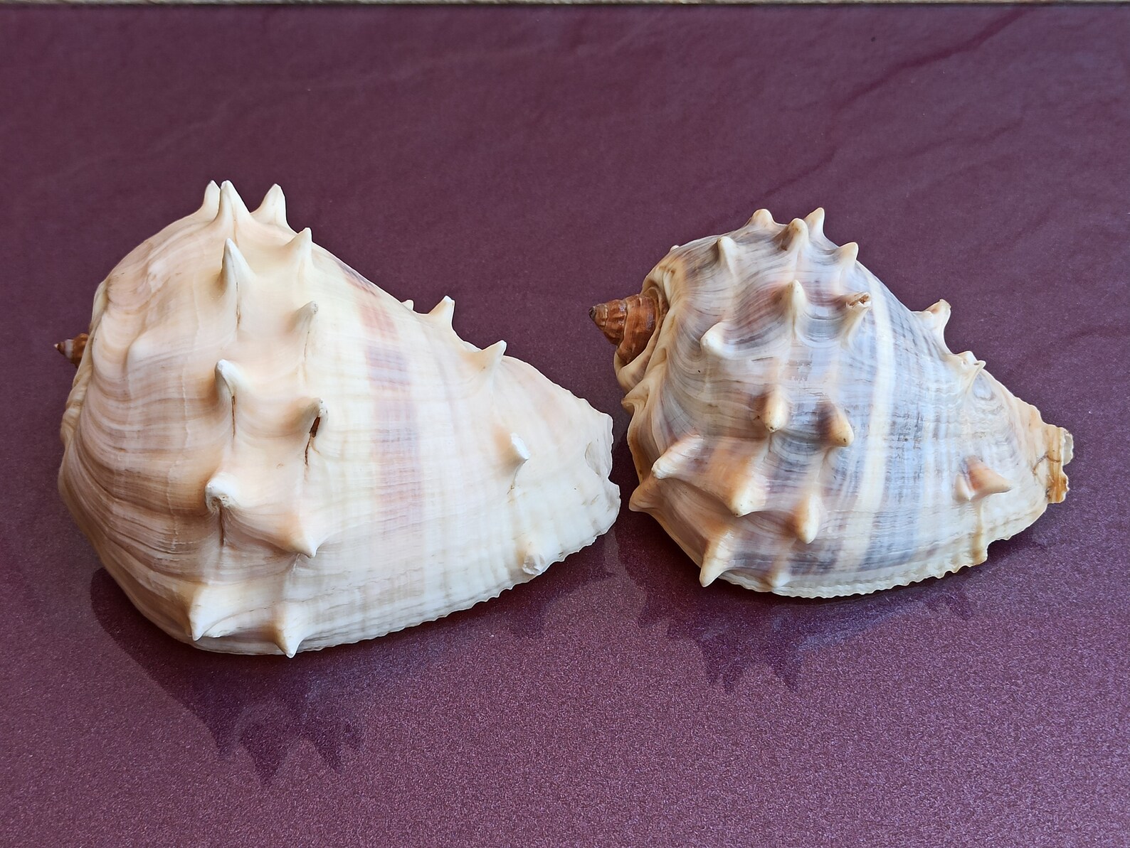 Spiked Sea Shells Set: Natural Ocean Decor, Nautical Wedding - Etsy
