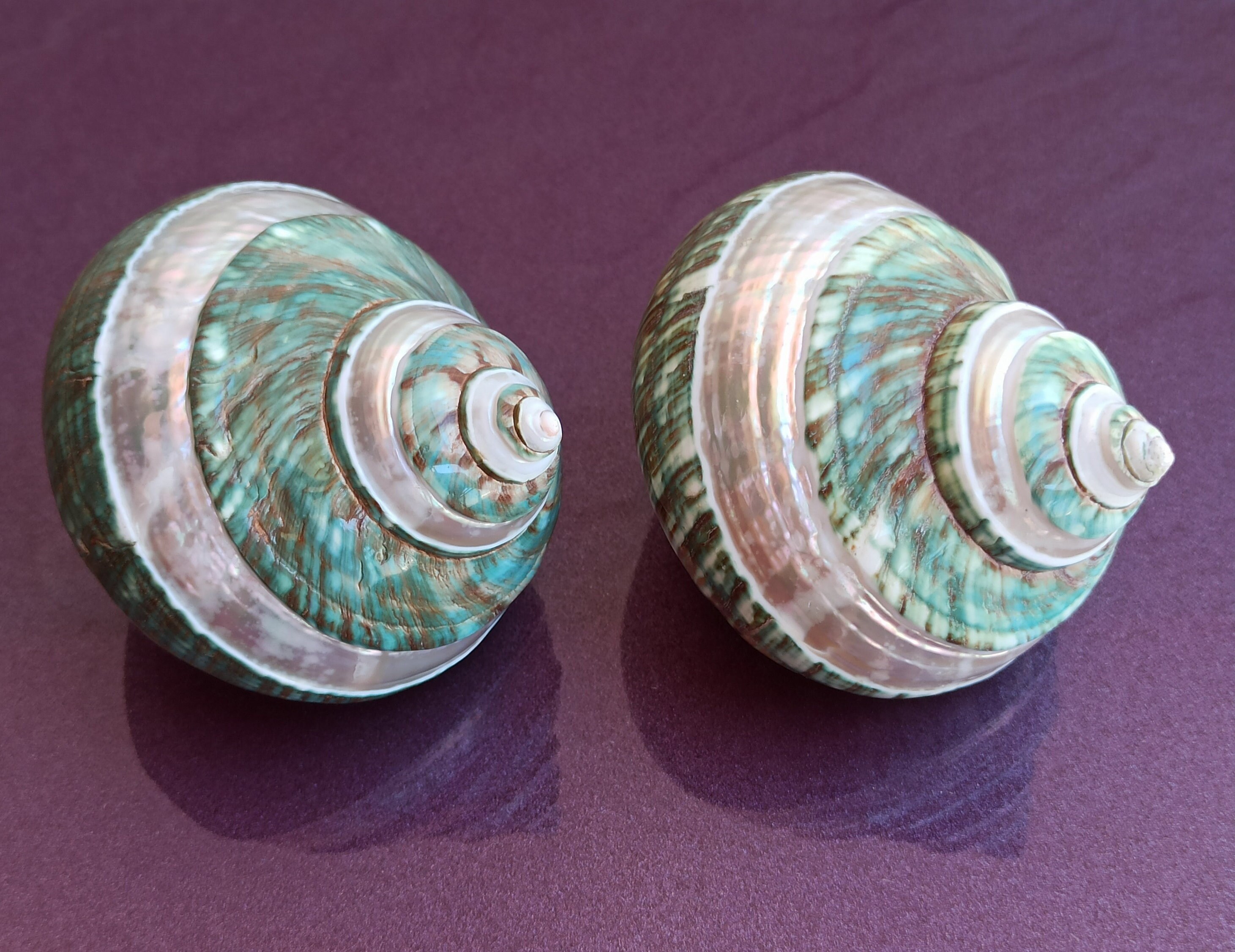 Rare Turquoise Cute Beautiful Shell Sea Treasure Mother of - Etsy