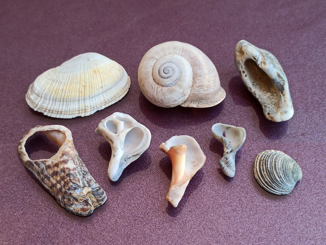 Sea Shell SET, Beach Shells, Mediterranean Shells, Treasure Pebbles Set ...