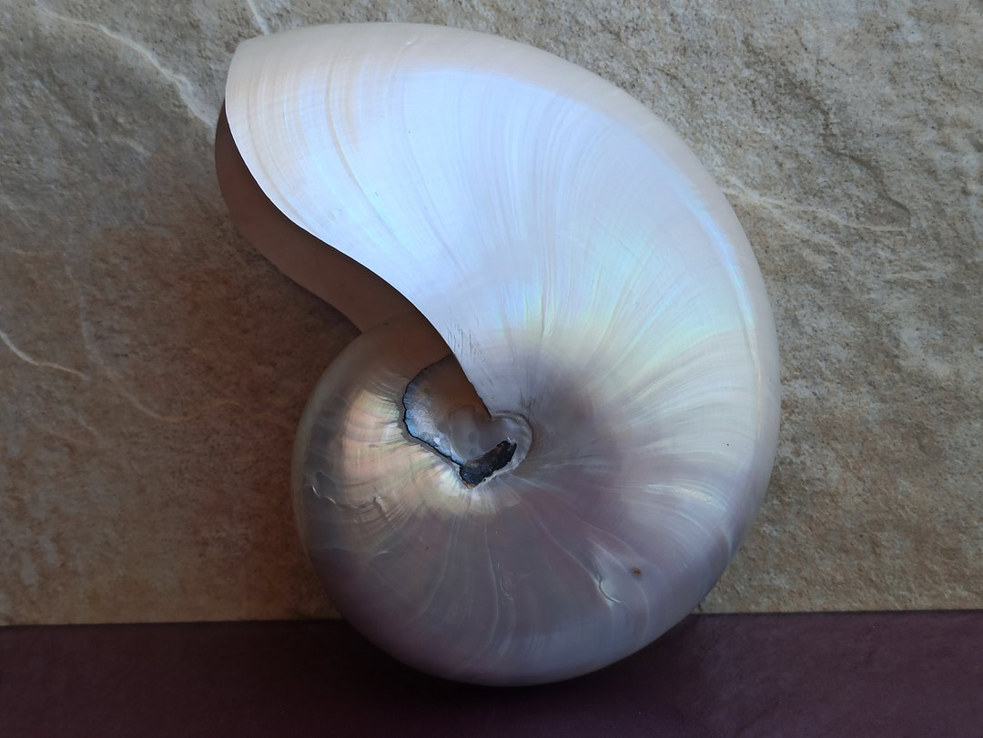 LARGE NAUTILUS Natural Seashell, Nautilus Tiger Seashell, Tiger's Shell ...