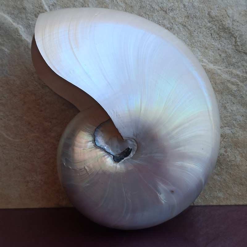 Large Nautilus Shell - Etsy
