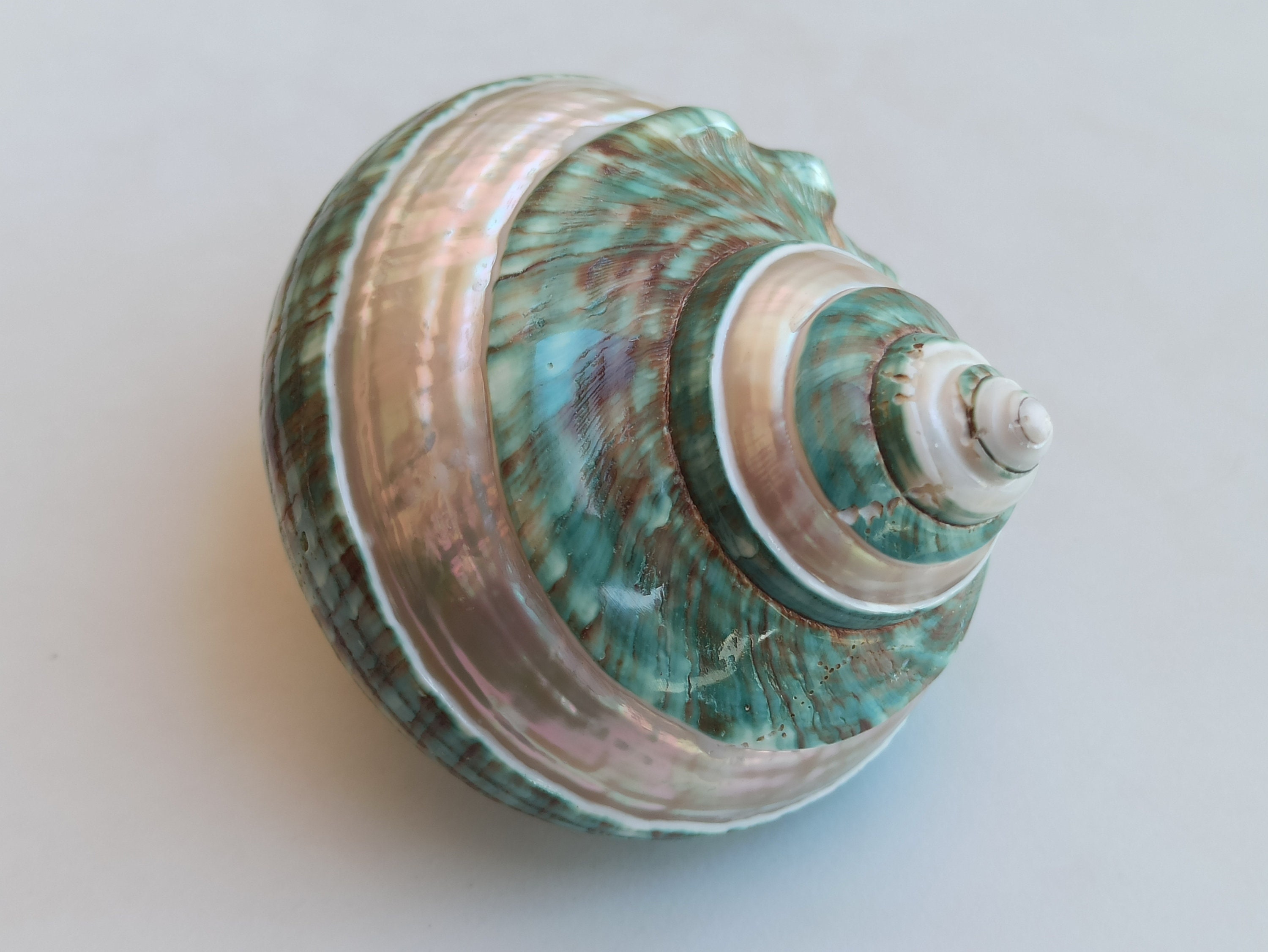 Rare Turquoise Cute Beautiful Shell Sea Treasure Large - Etsy