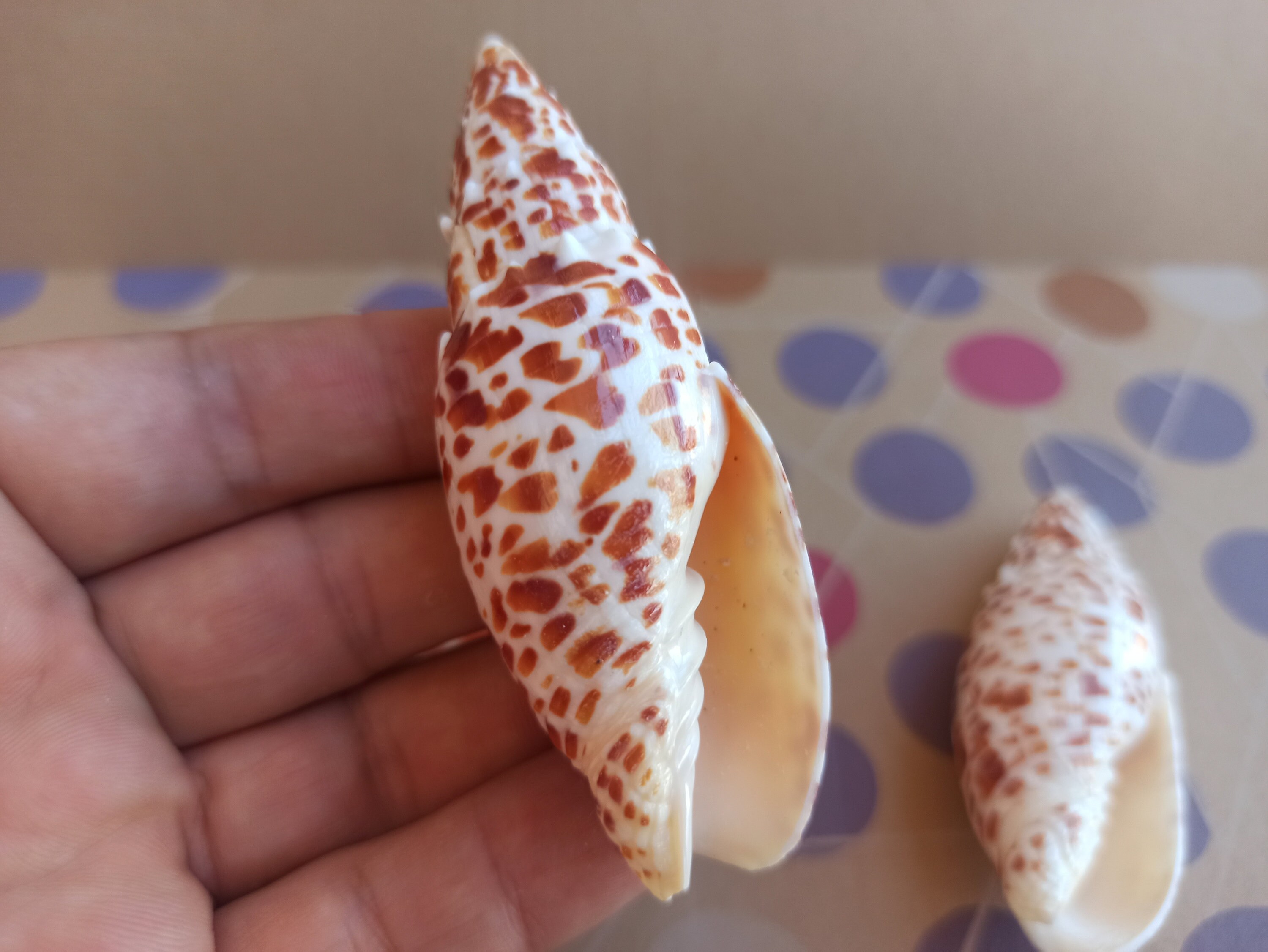 Rare Conus Sea Shell Seashell Large Tiger Shell Sea - Etsy