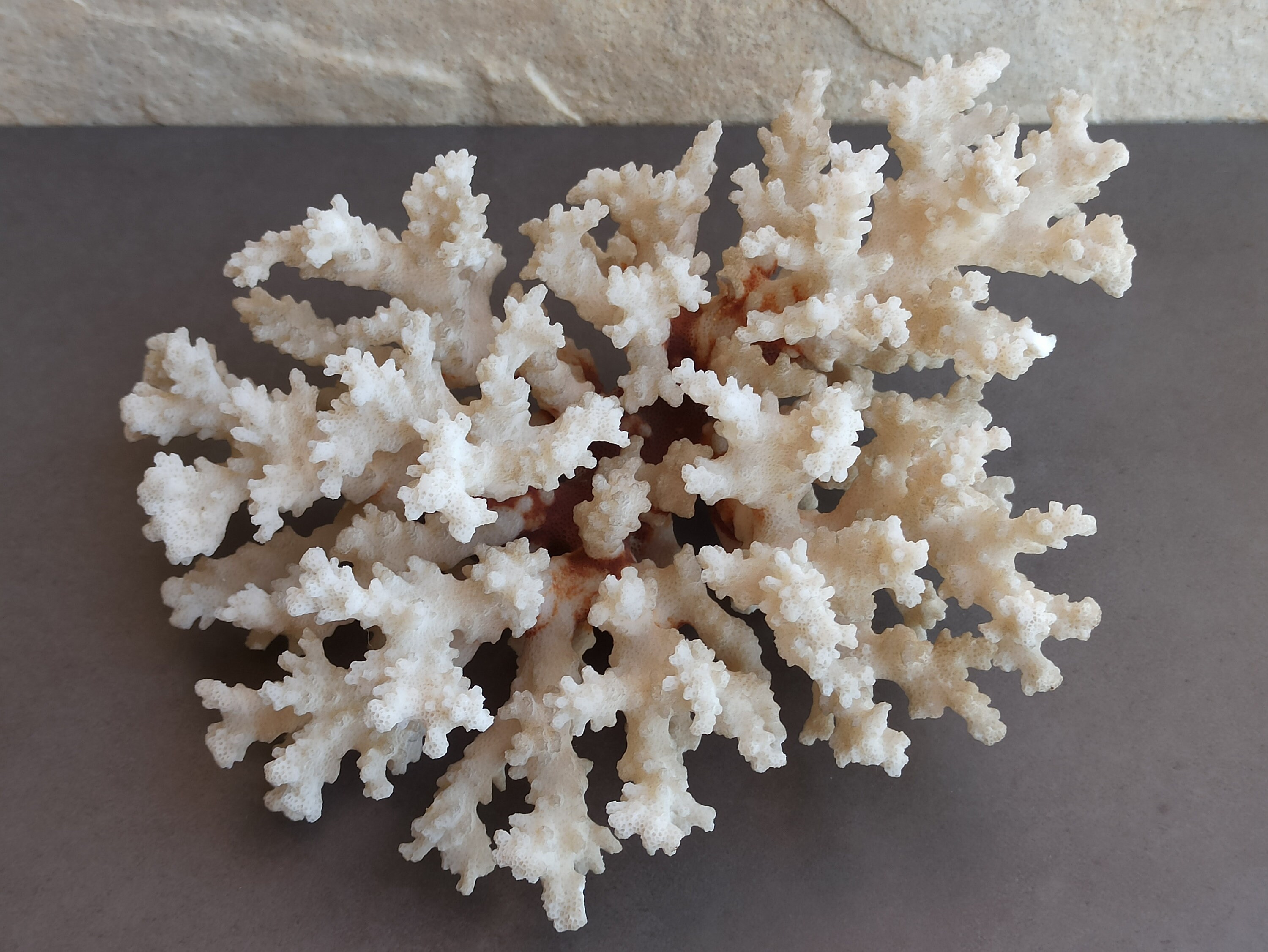 Natural White Coral Tree, White Coral, Coral Tree, Coral Reef Decor ...