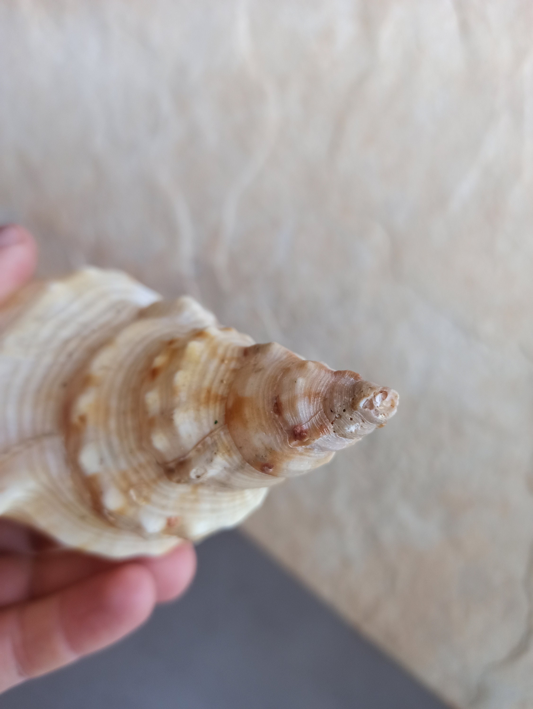 Big Seashell Rough Sea Shell Large Shell Sea Treasure | Etsy