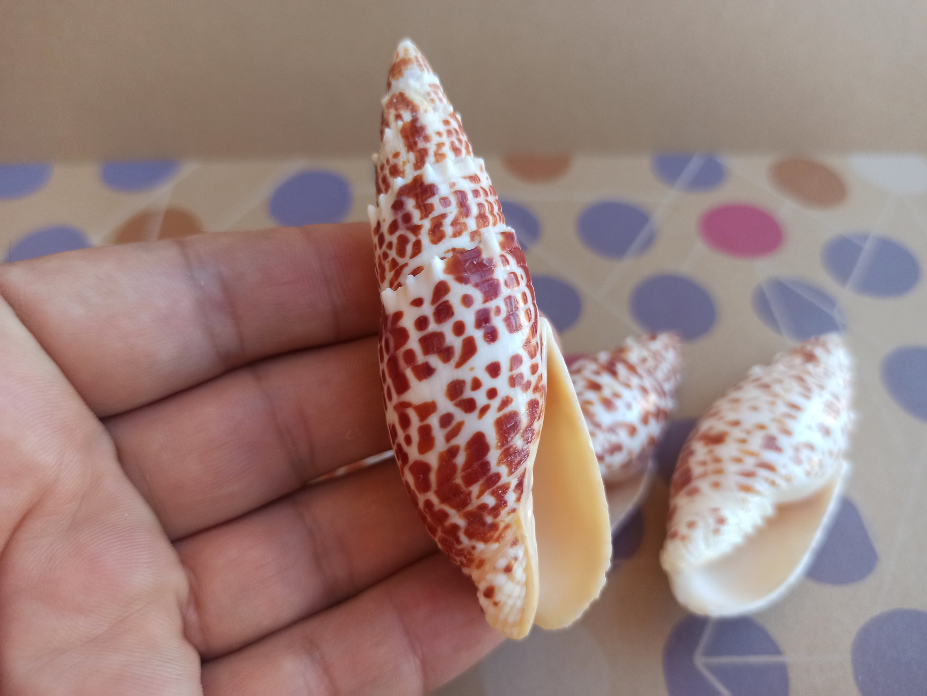 Rare Conus Sea Shell Seashell Large Tiger Shell Sea - Etsy