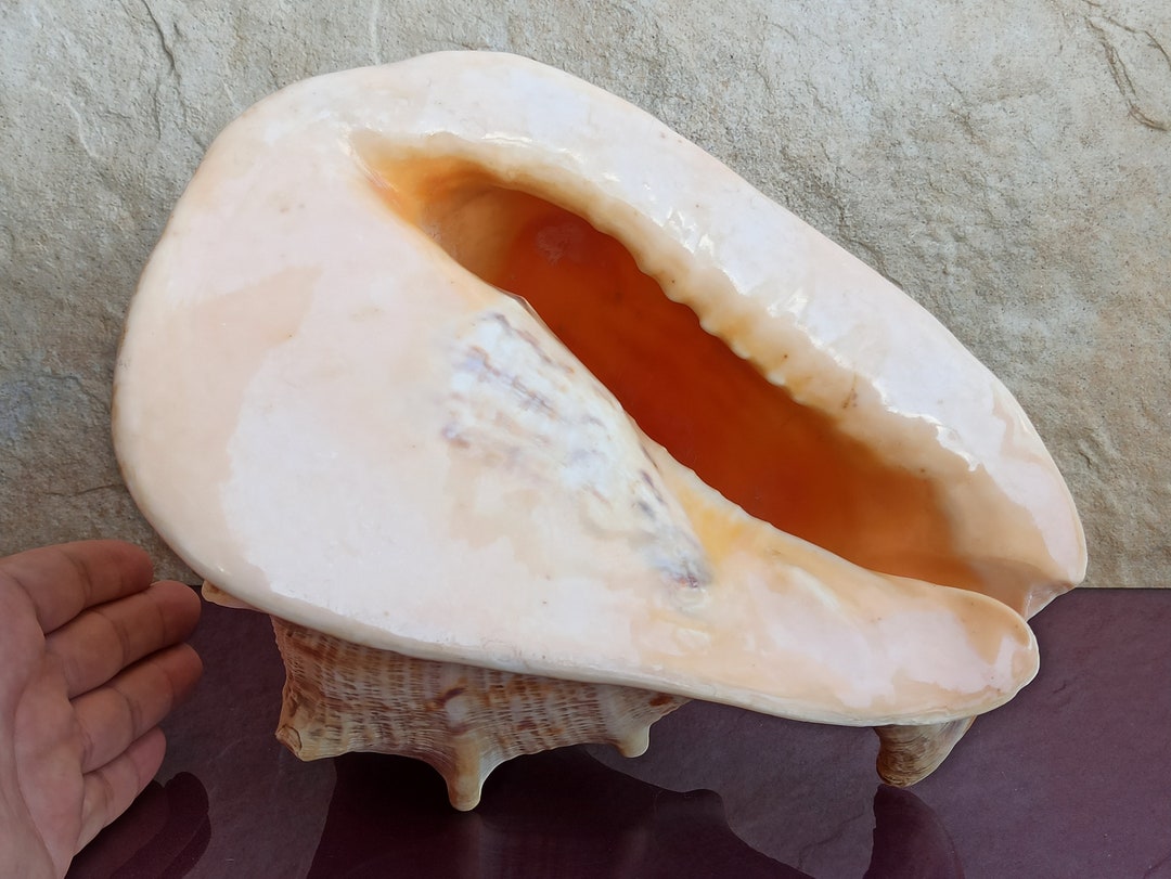 2088g LARGE Cassis Cornuta Huge Beautiful Shell, Big Crab Shell, Huge ...