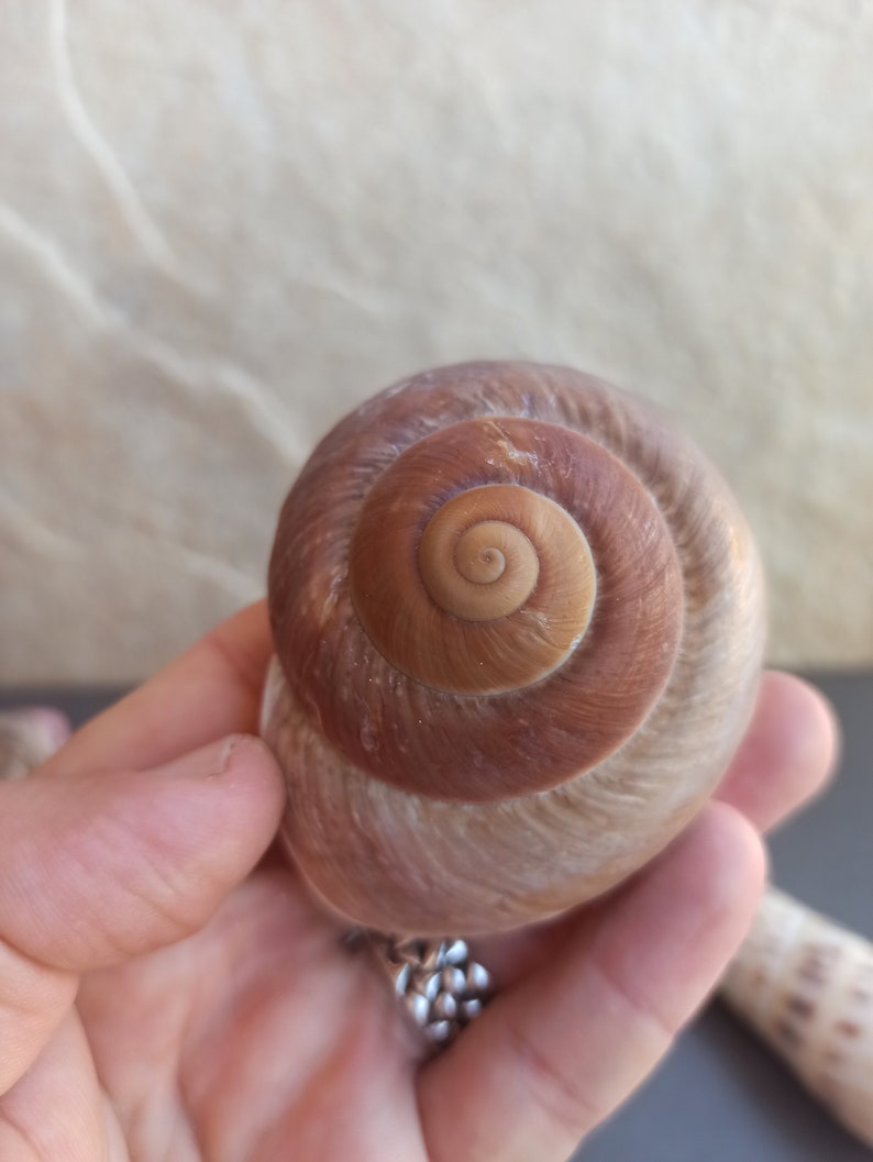 Large Conus Shell Large Round Shell Set of Sea Shells Ocean | Etsy