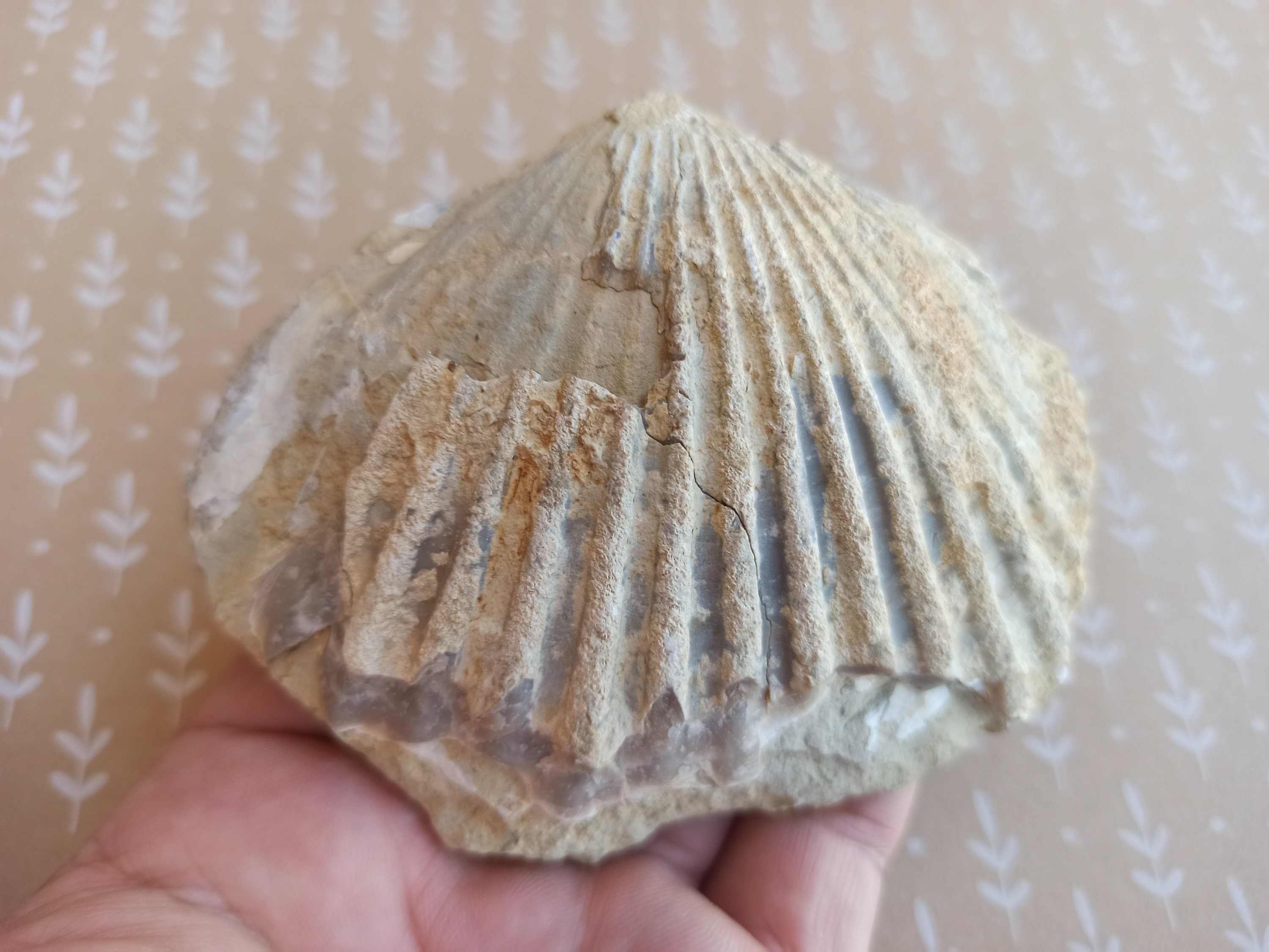 Pretty Shell Fossils