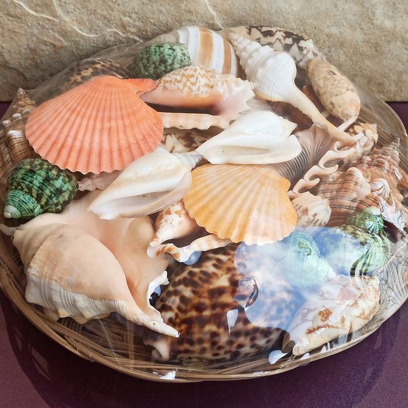 Large Shell Art - Etsy