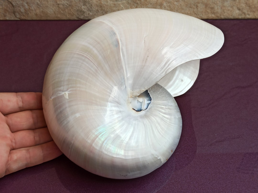 LARGE NAUTILUS Nacre Natural Shell, Nautilus Tiger Seashell, Mother-of ...