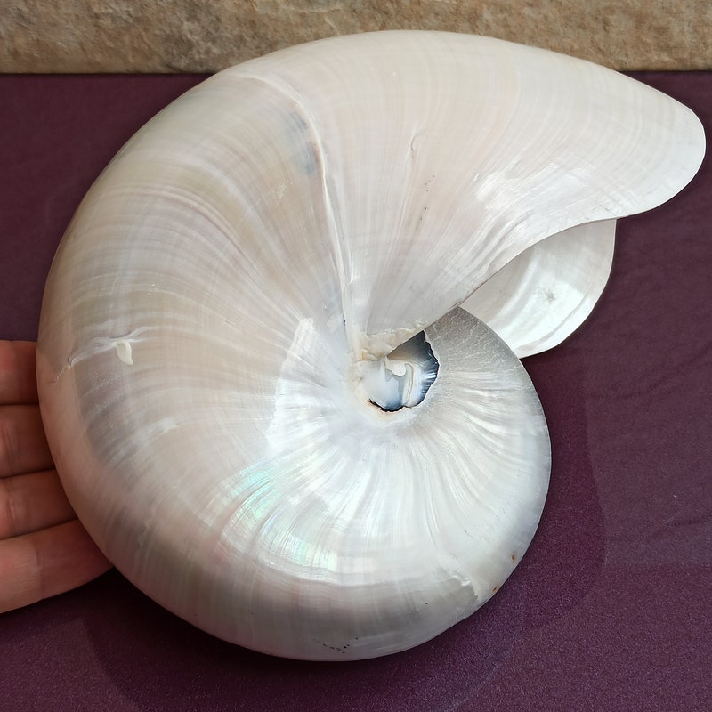 Nautilus Sea Shell - Etsy
