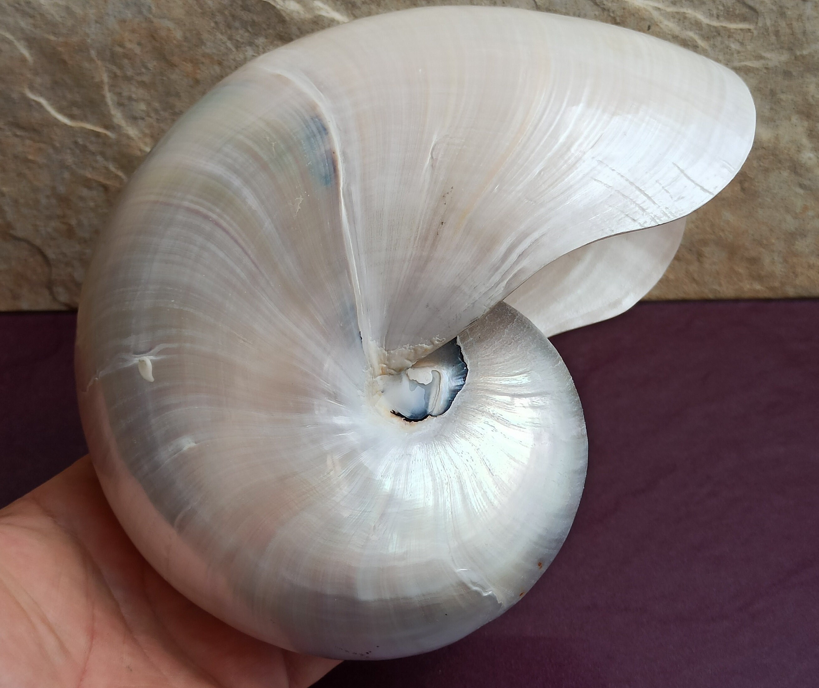 LARGE NAUTILUS Nacre Natural Shell, Nautilus Tiger Seashell, Mother-of ...