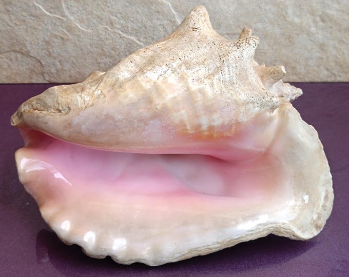 Large Queen Conch Shell, Natural Seashell, Coastal Decor (24x20x13cm ...
