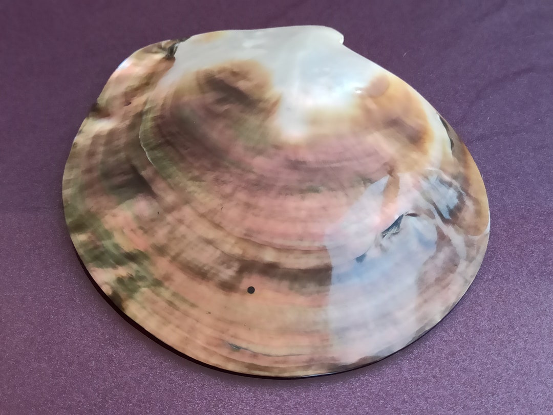 RARE Pinctada Margaritifera, Pearl Shell, Lipped Mother of Pearl, Madre ...