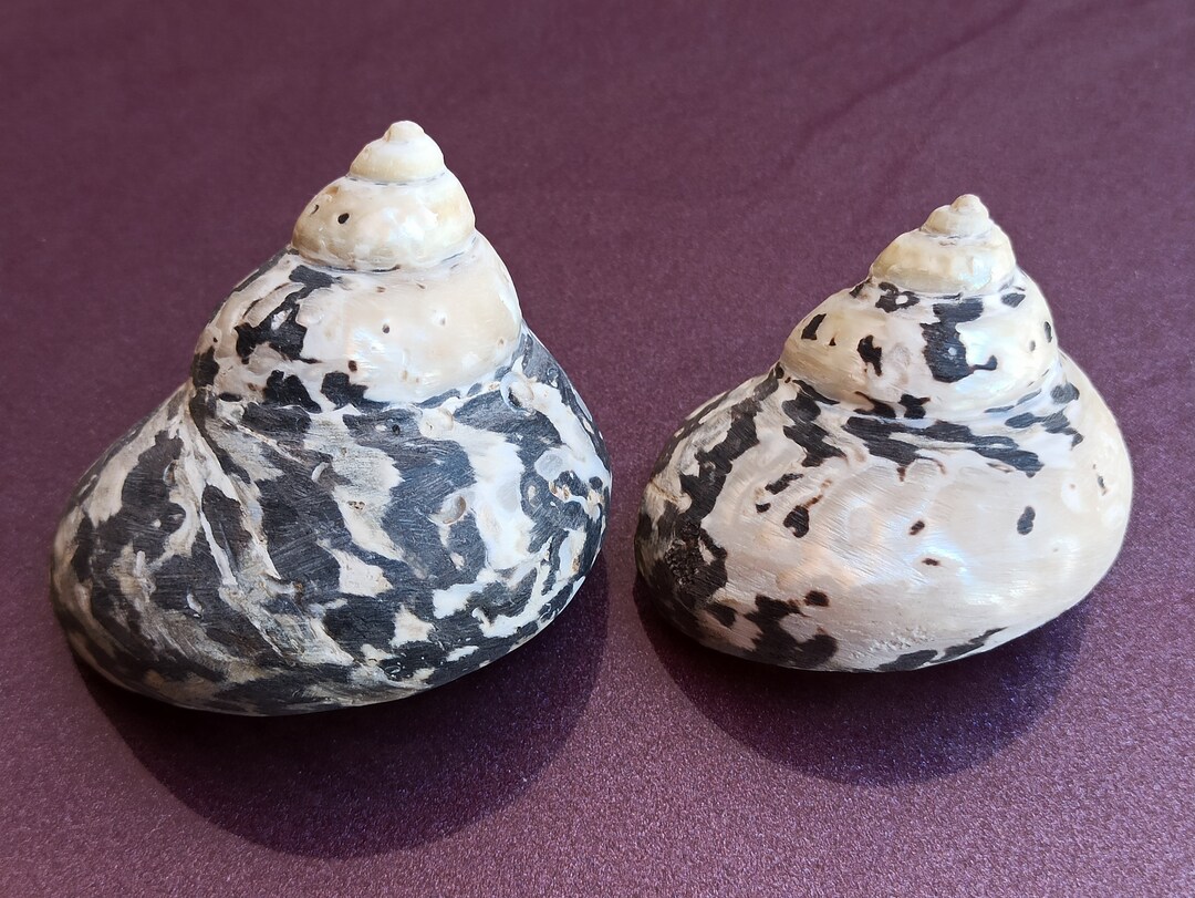 Rare Mother of Pearl Shell, Beautiful Shell, Sea Treasure, Round Shell ...