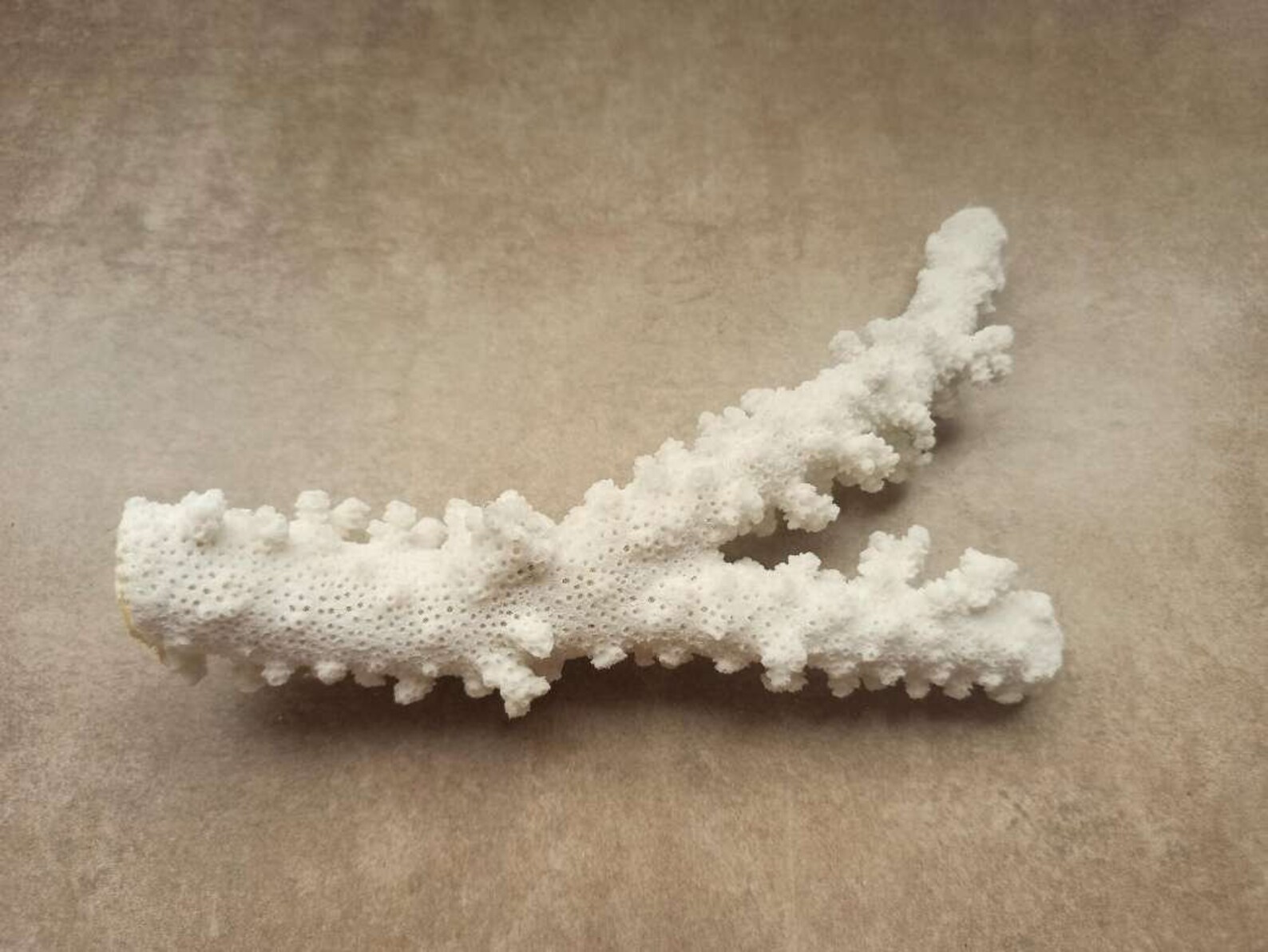 Large Coral Natural White Coral Tree White Coral Natural - Etsy