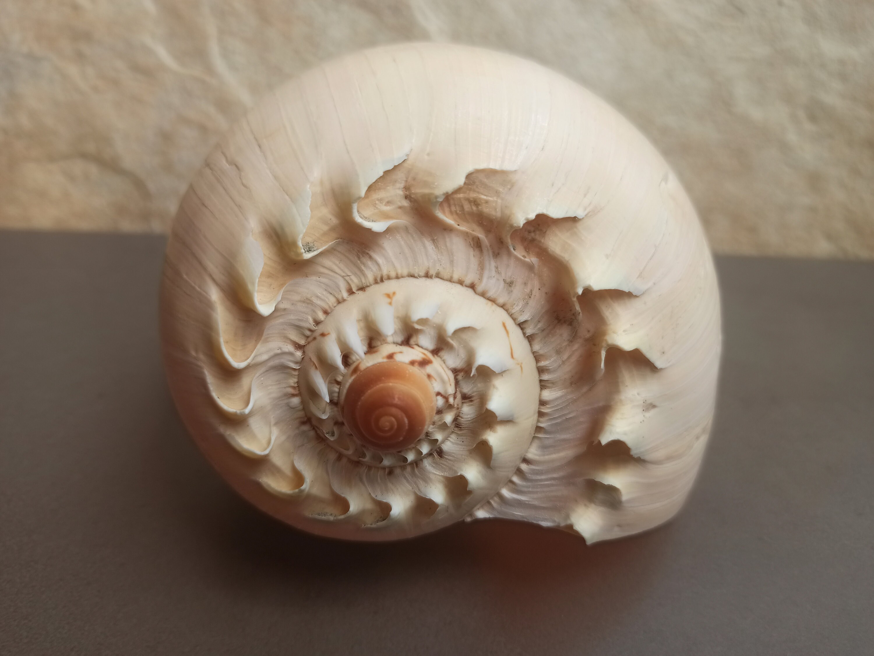 Huge Striped Shell, Big Natural Ocean Shell, Large Tiger Seashell ...